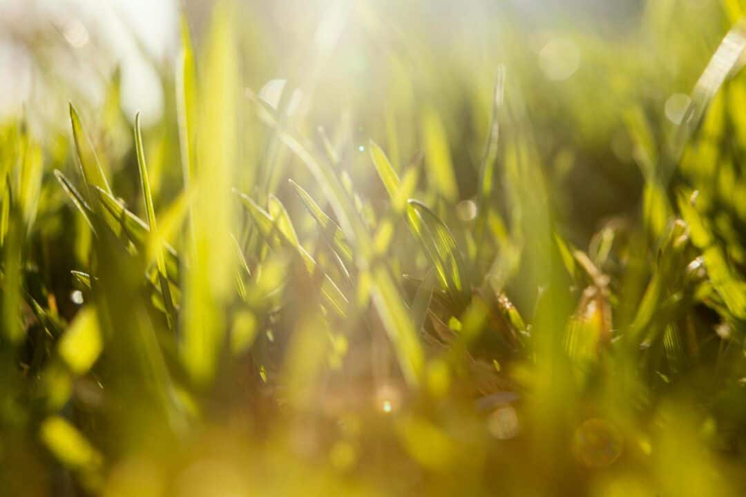 Grass & Pollen Allergy Test Panel | Forbury Clinic Reading